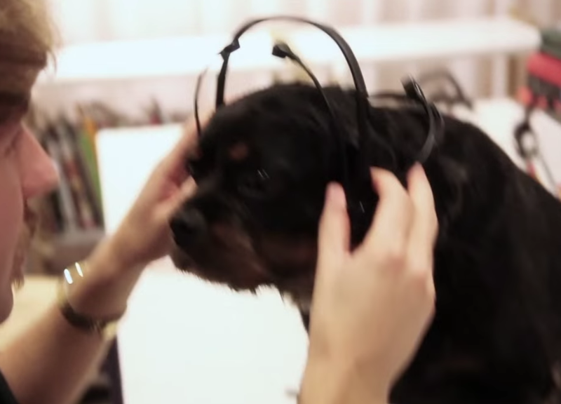 EEG Archives - Raspberry Pi