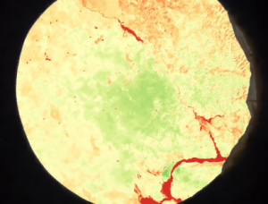 Amazing science from the winners of Astro Pi Mission Space Lab 2019–20 ...