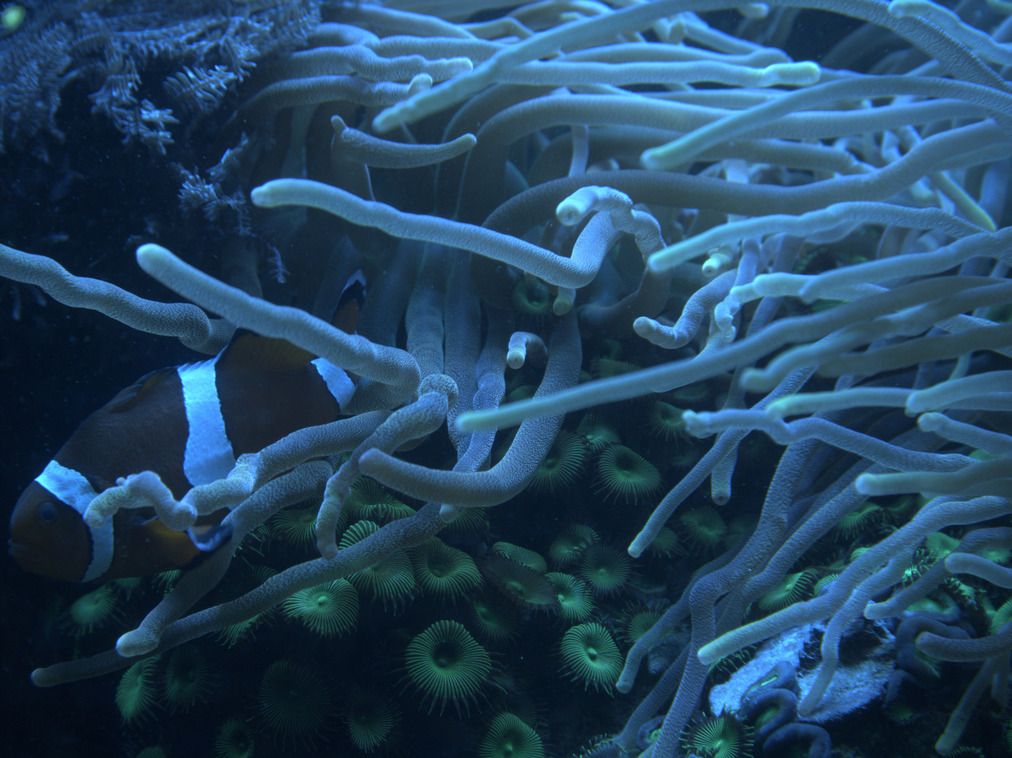 Processing raw image files from a Raspberry Pi High Quality Camera ...